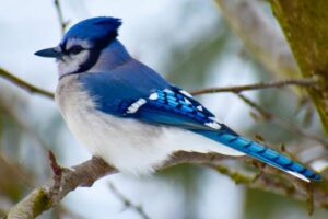 Canada's Provincial and Territorial Birds: A Quick Guide for your ...