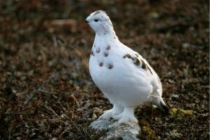 Canada's Provincial and Territorial Birds: A Quick Guide for your ...