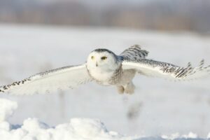 Canada's Provincial and Territorial Birds: A Quick Guide for your ...