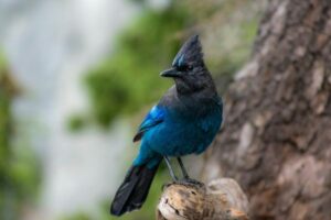 Canada's Provincial and Territorial Birds: A Quick Guide for your ...