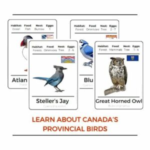 Engaging Ways to Learn About Canada's Mammals